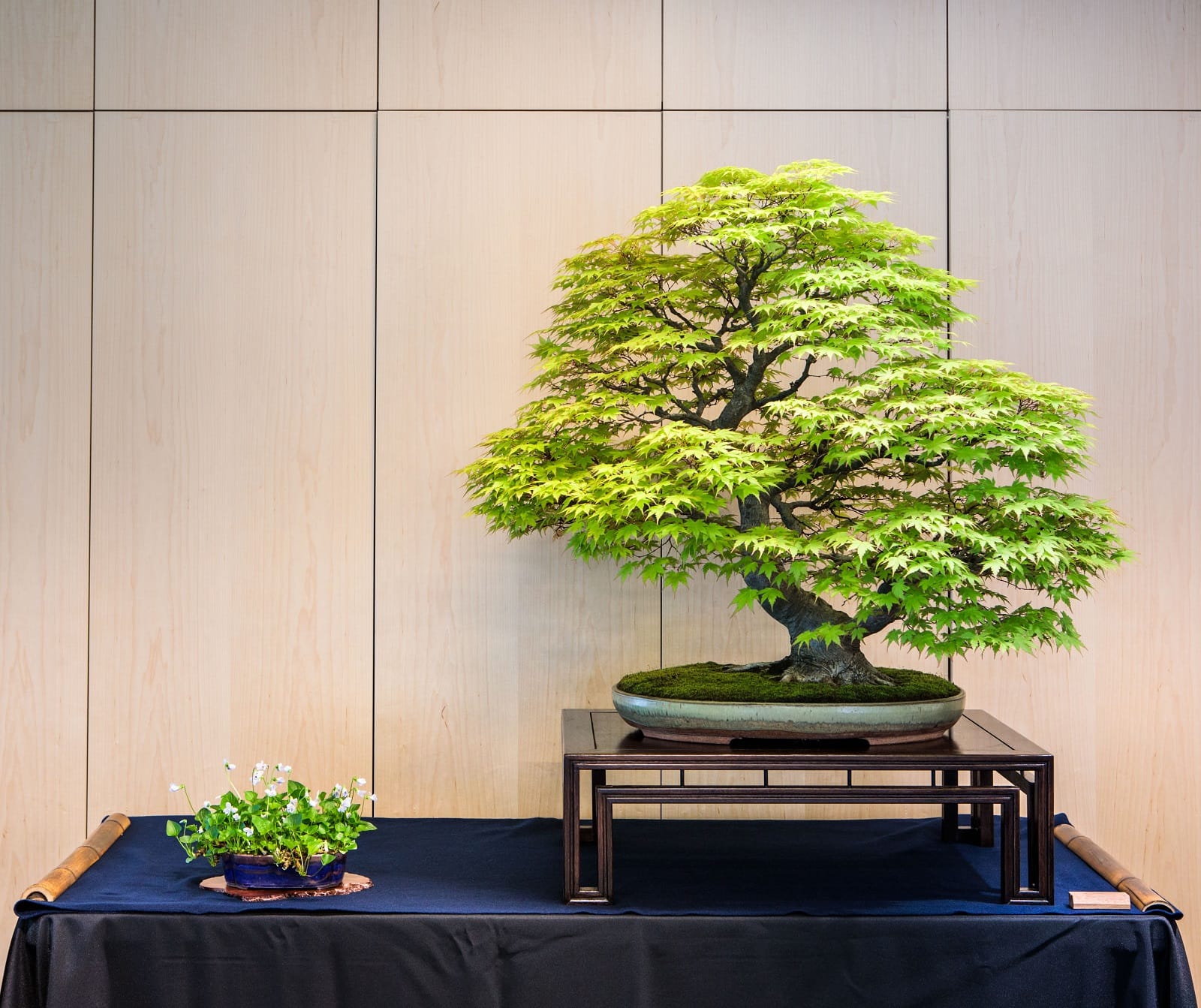 Cultural Demonstration: Bonsai – Portland Japanese Garden
