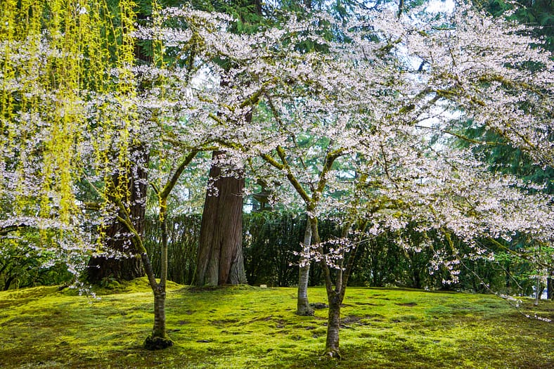 The Sakura of Spring: Cherry Blossoms in Portland Japanese Garden – Portland Japanese Garden