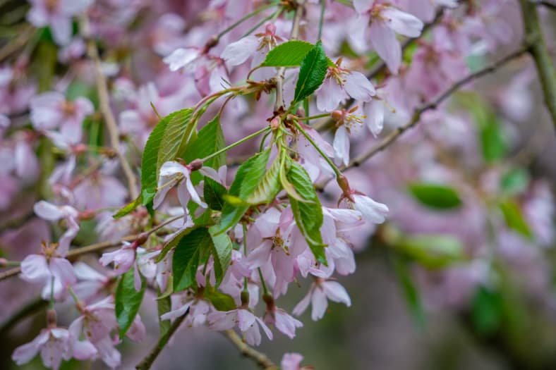 2024 Cherry Blossom Watch – Portland Japanese Garden